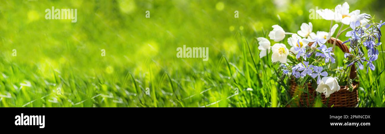 Background with basket full of beautiful colorful flowers windflower ...