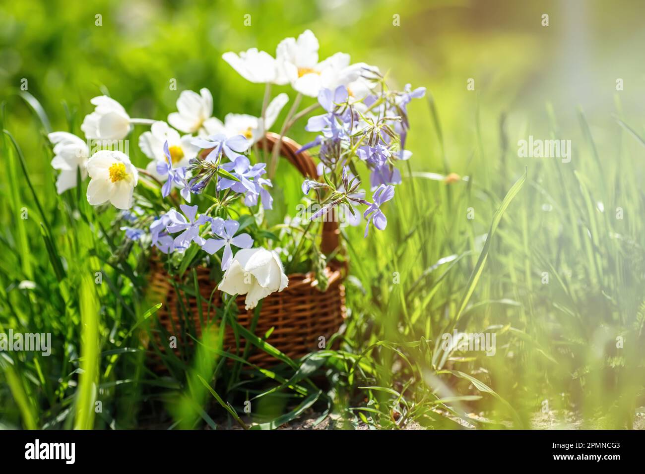 with a bouquet of garden flowers wood anemone, wild blue phlox ...