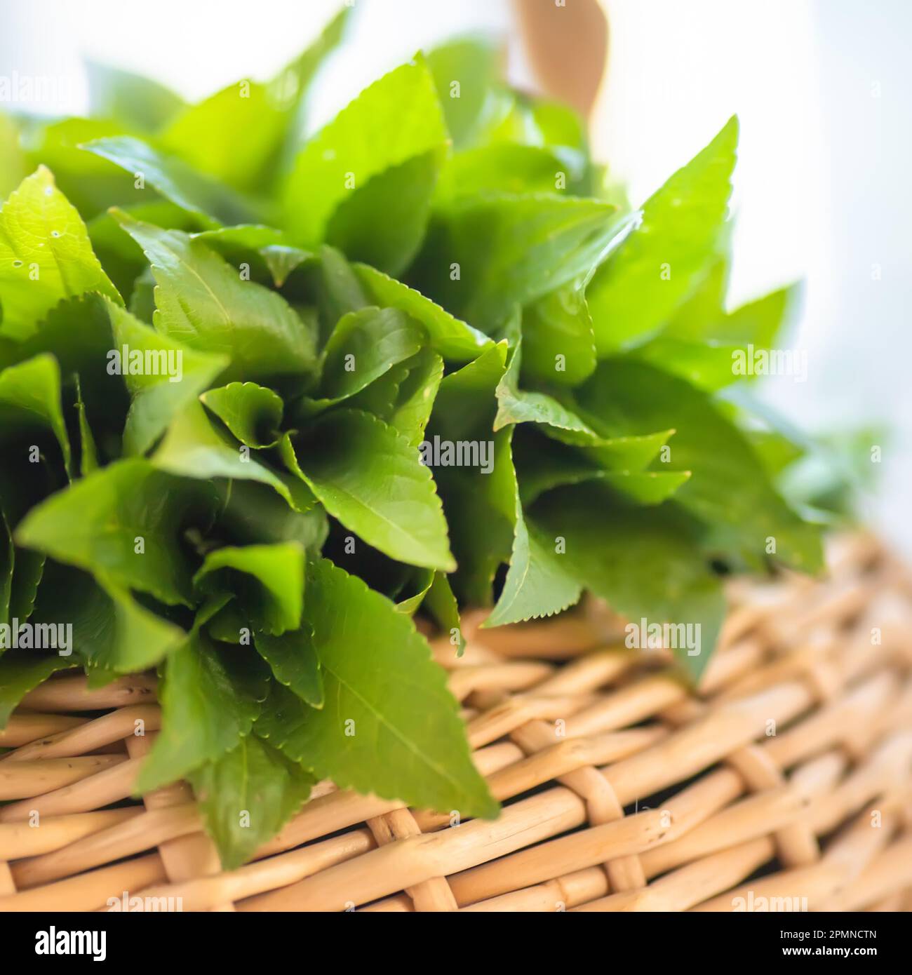 Herb mercury hi-res stock photography and images - Alamy