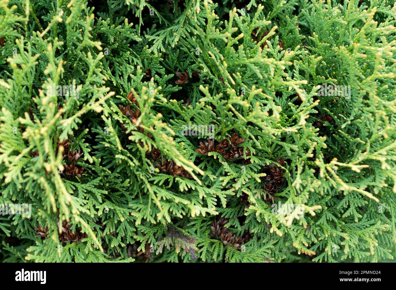 Thuja needles hi-res stock photography and images - Alamy