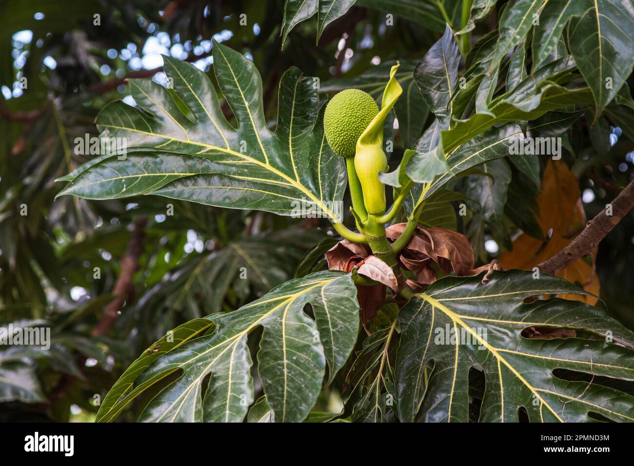 Breadfruit Artocarpus altilis growing on a tree on Ile aux Aigrettes ...