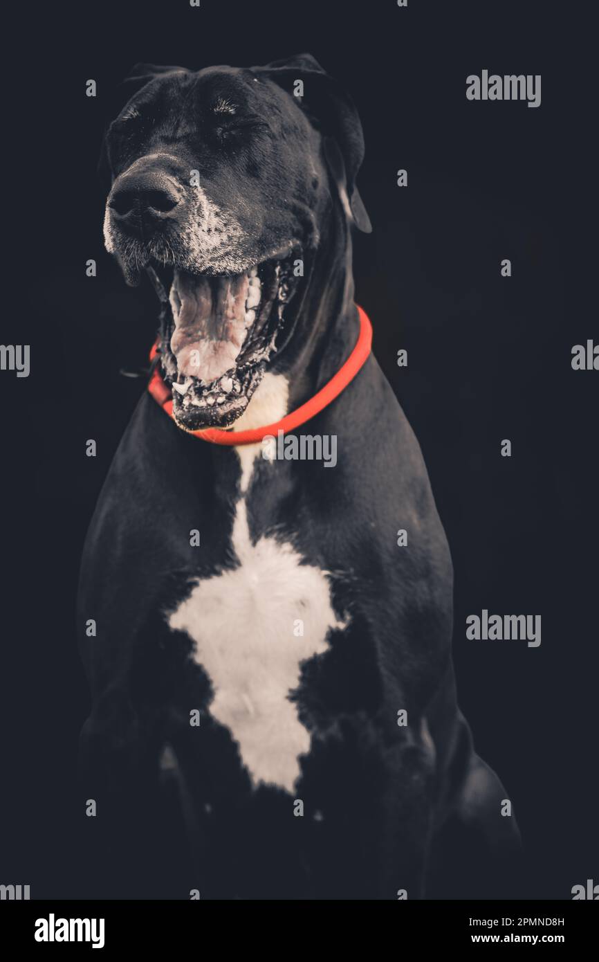 Great Dane Portrait Stock Photo - Alamy