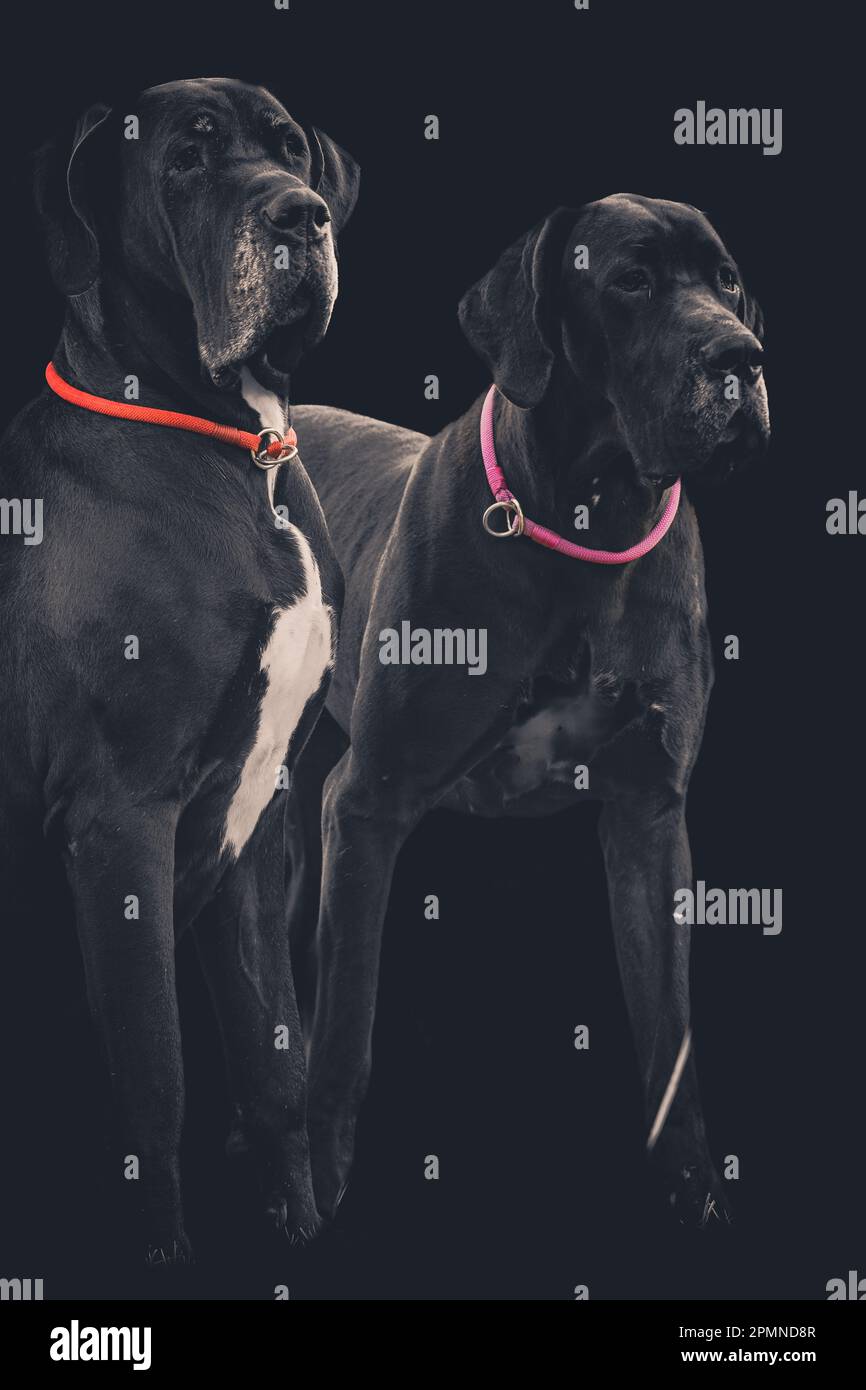 Great Dane Portrait Stock Photo - Alamy