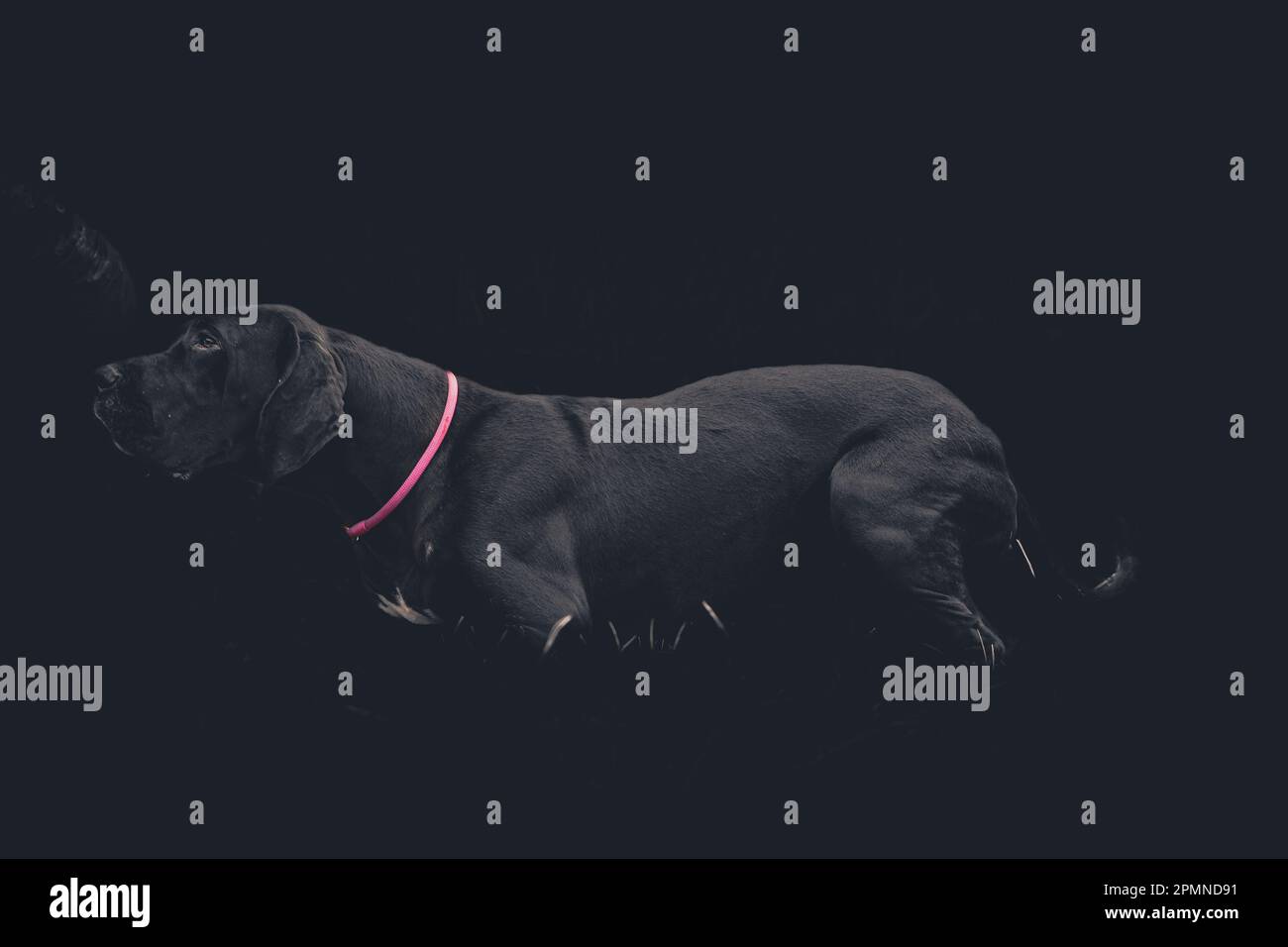 Great Dane Portrait Stock Photo - Alamy