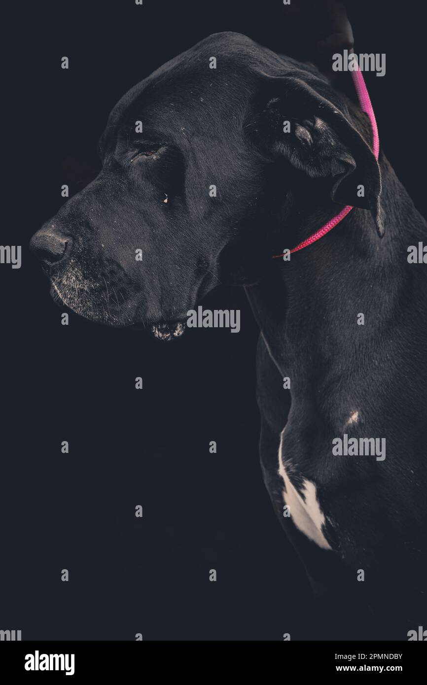 Great Dane Portrait Stock Photo - Alamy