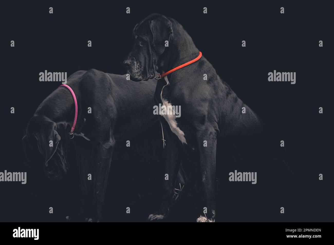 Great Dane Portrait Stock Photo - Alamy