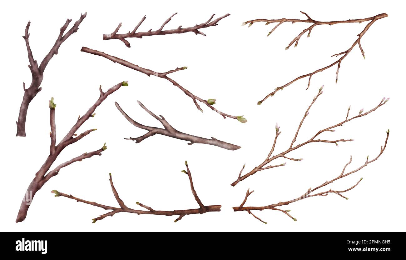 Set of Watercolor cherry blossom stem elements. Cherry blossom stalk ...