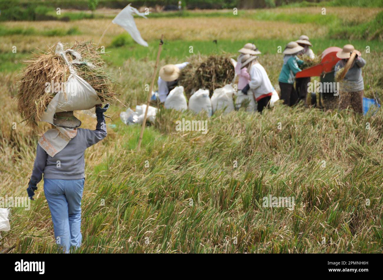 The activities of farmers harvesting rice in the rice fields in Ubud ...