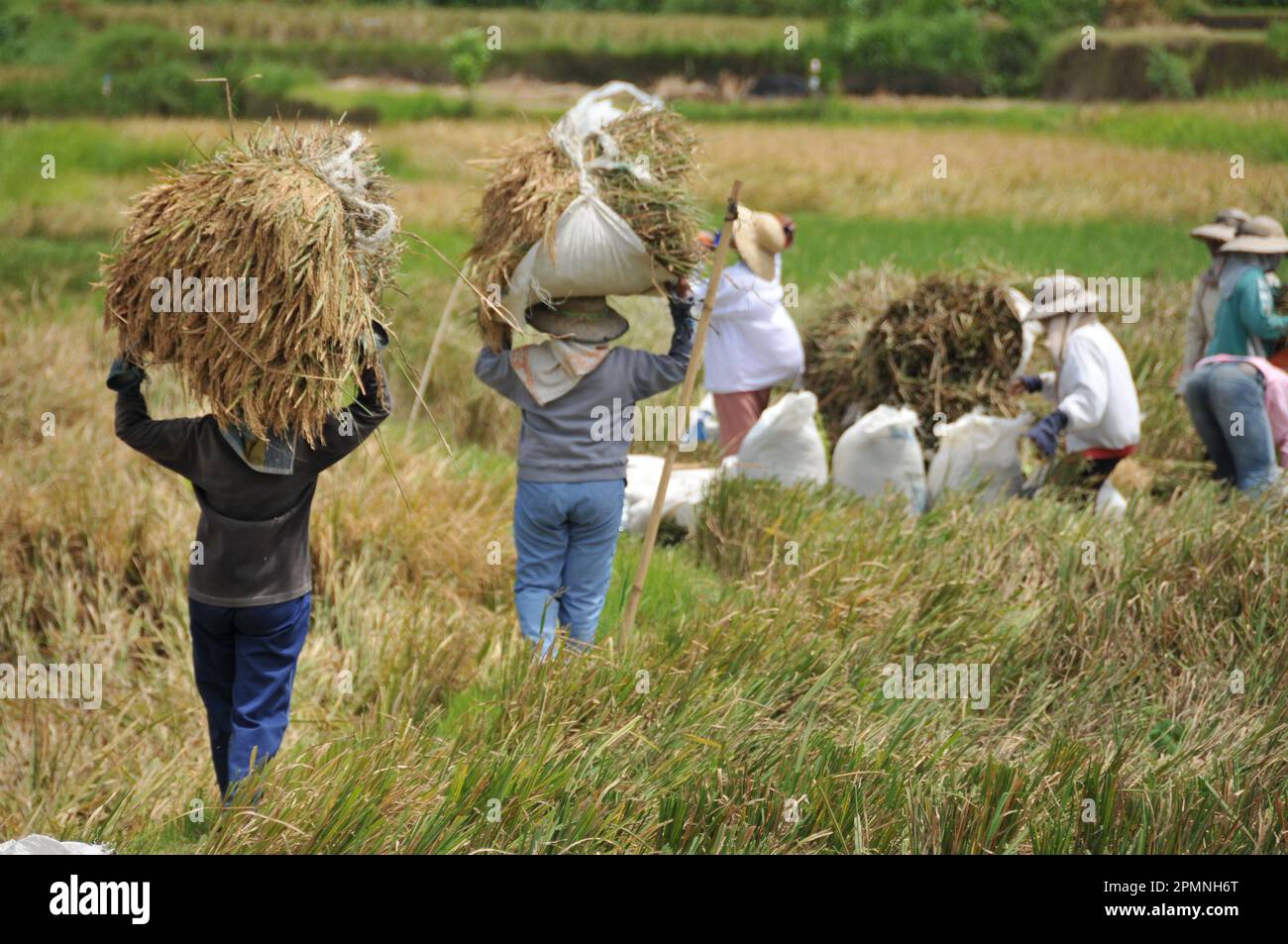 The activities of farmers harvesting rice in the rice fields in Ubud ...