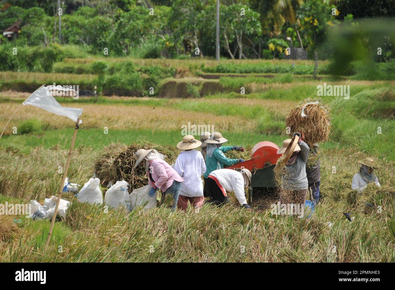 The activities of farmers harvesting rice in the rice fields in Ubud ...