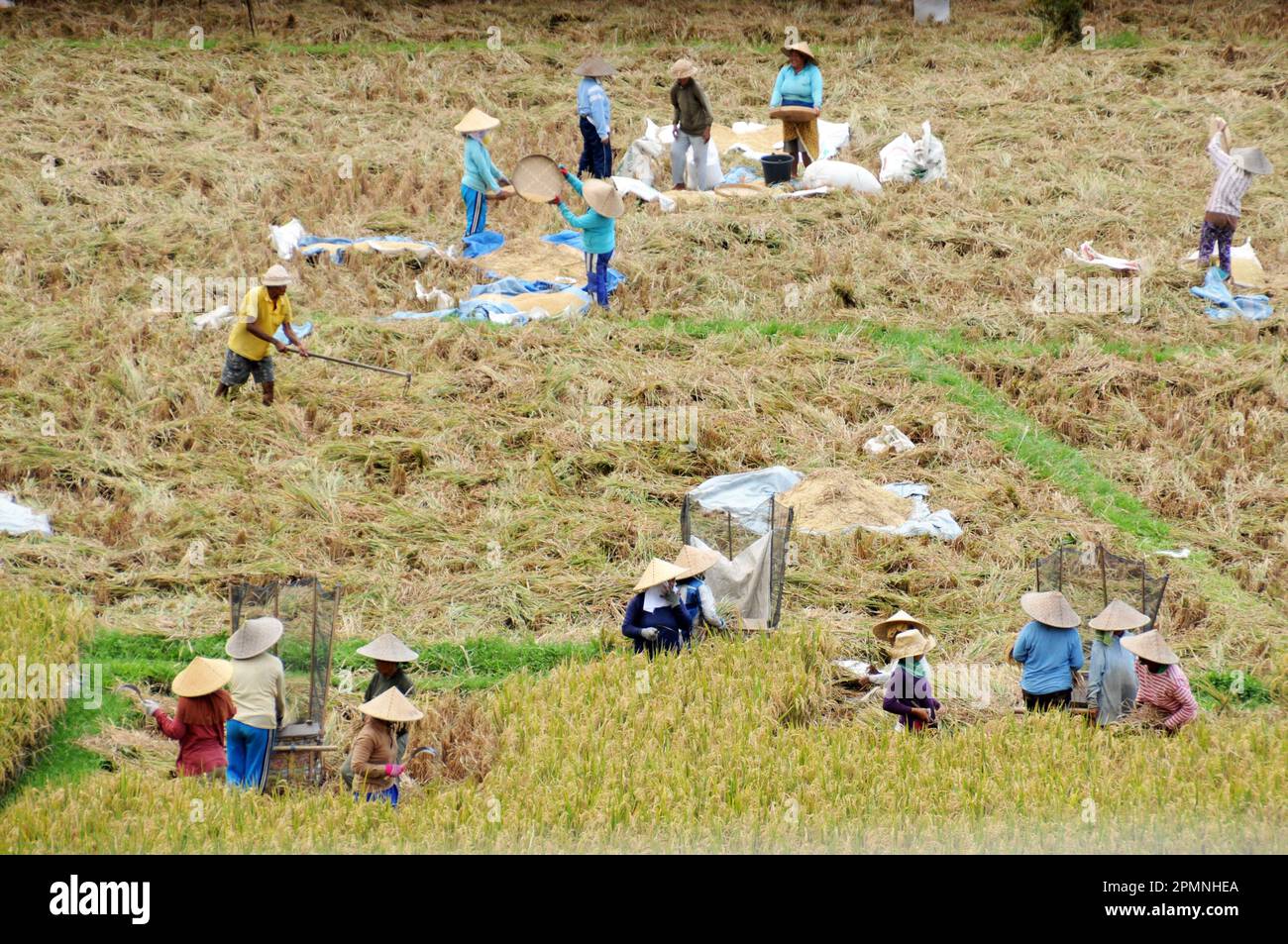 Harvesting rice paddies hi-res stock photography and images - Alamy