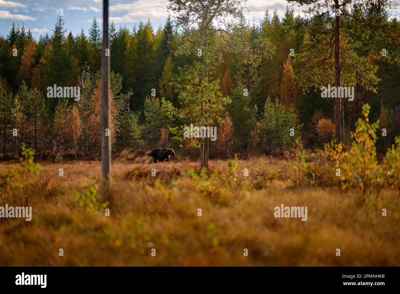 Bear hidden in yellow forest. Autumn trees with bear, face portrait ...