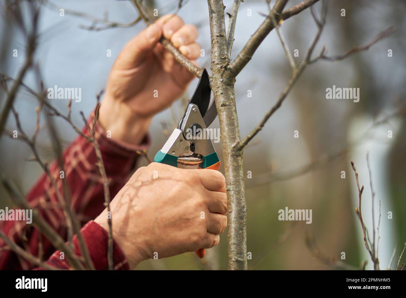 Old male cutting branches with pruner Stock Photo - Alamy