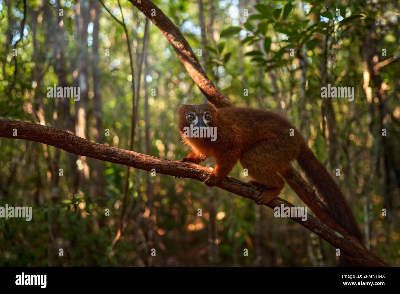 Wildlife Madagascar. Eulemur rubriventer, Red-bellied lemur, Akanin’ ny ...