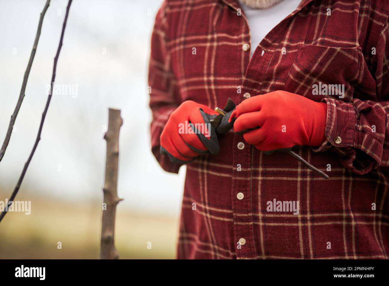 Old male gardener growing trees Stock Photo - Alamy