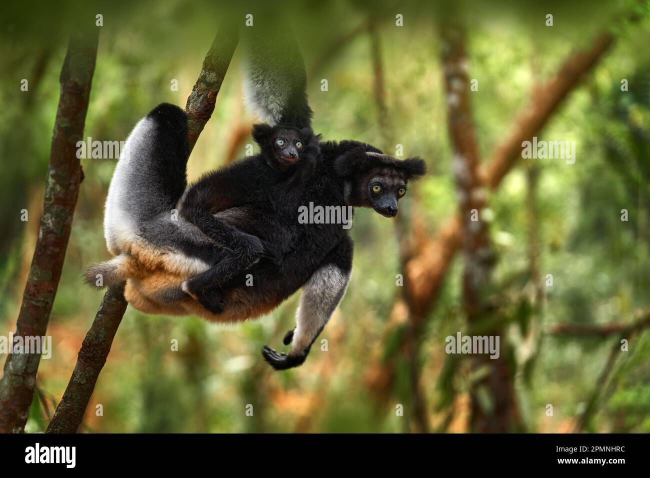 Wildlife Madagascar, babakoto, Indri indri, monkey with young babe cub ...
