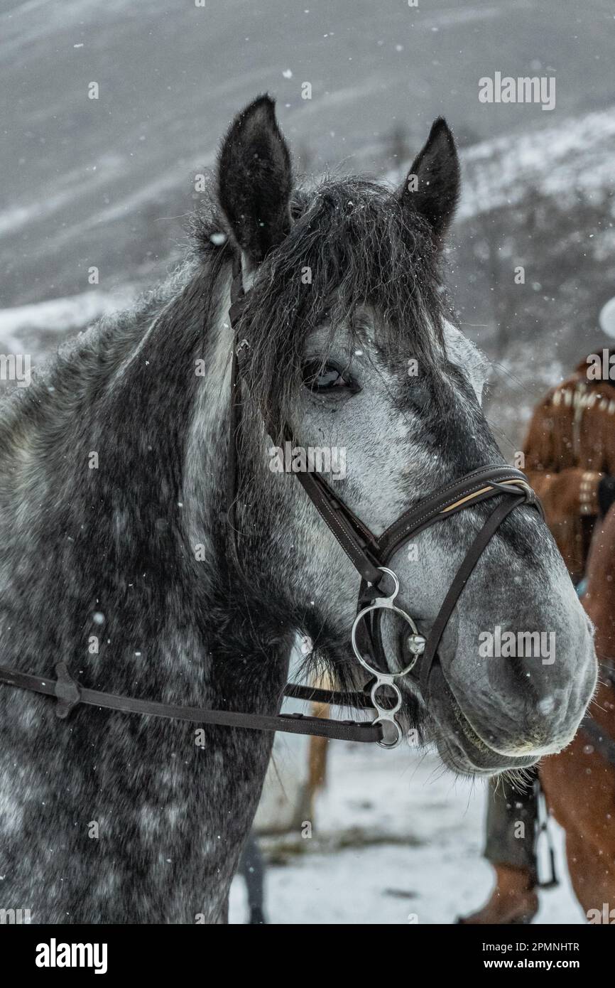 A Lithuanian heavy draft horse in a snowy field during the snowfall ...
