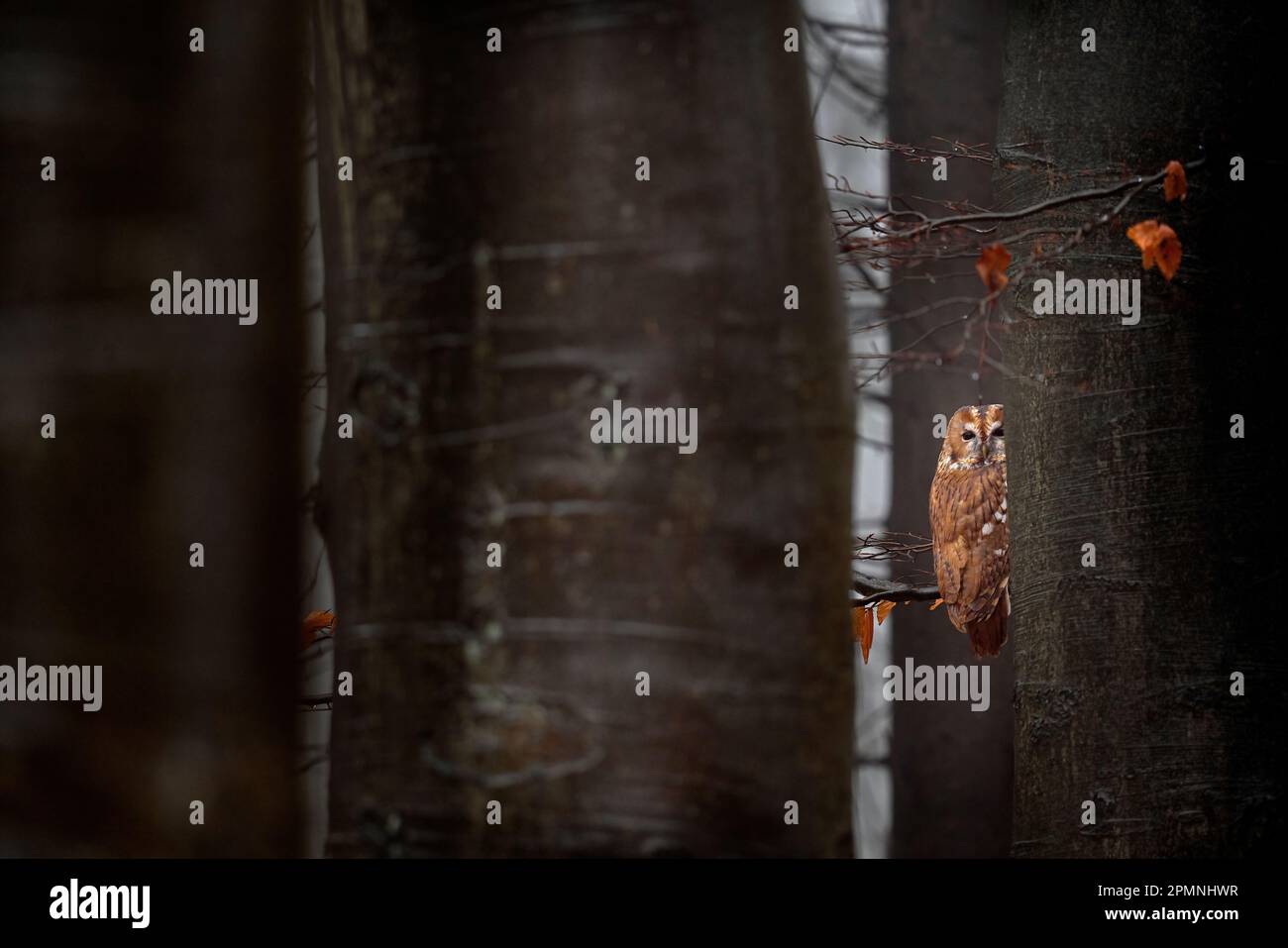 Owl hidden in the forest, tree trunks. Orange leaves with bird. Tawny ...