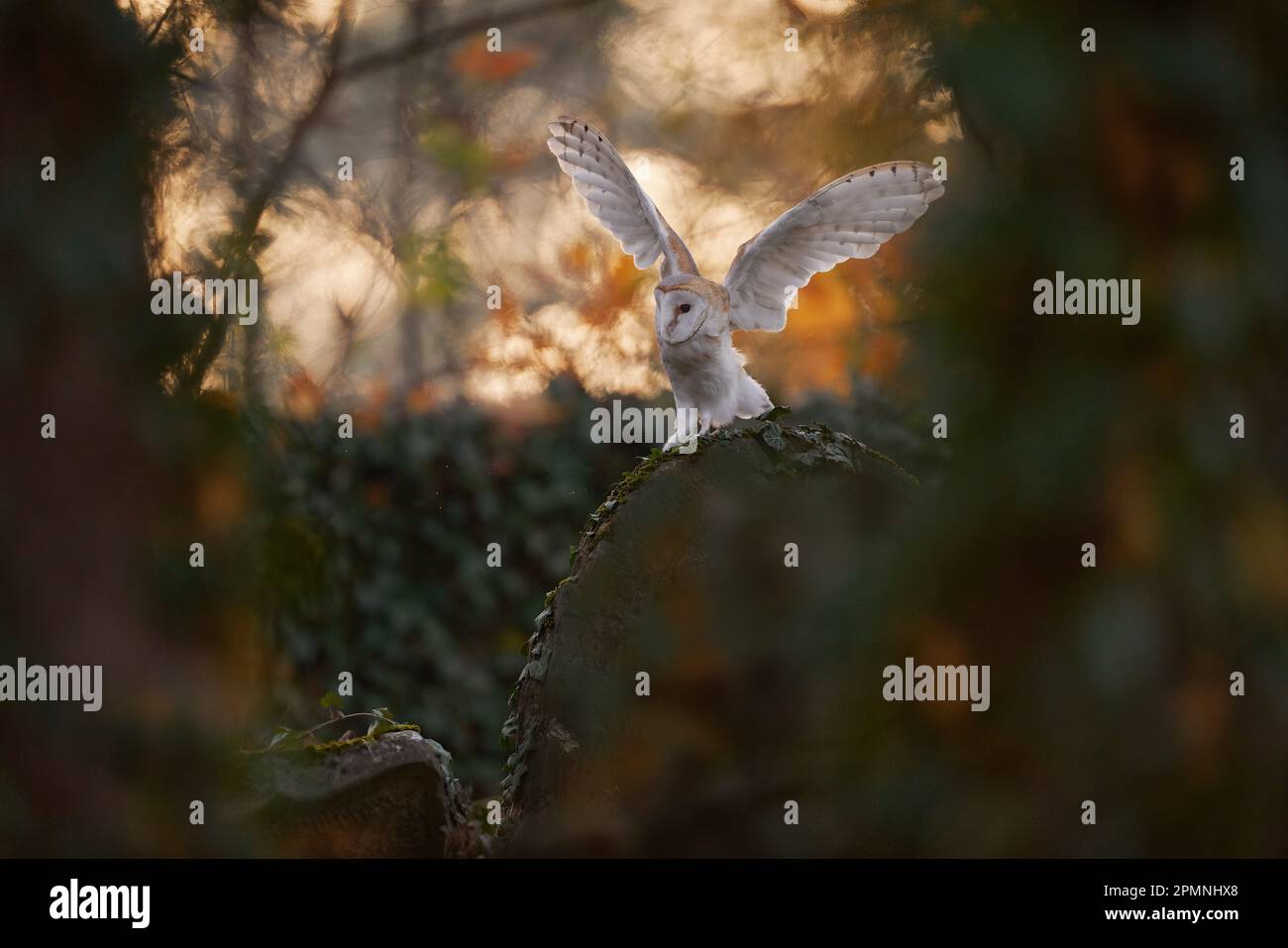 Owl - Urban wildlife. Magic bird Barn owl, Tyto alba, flying above ...