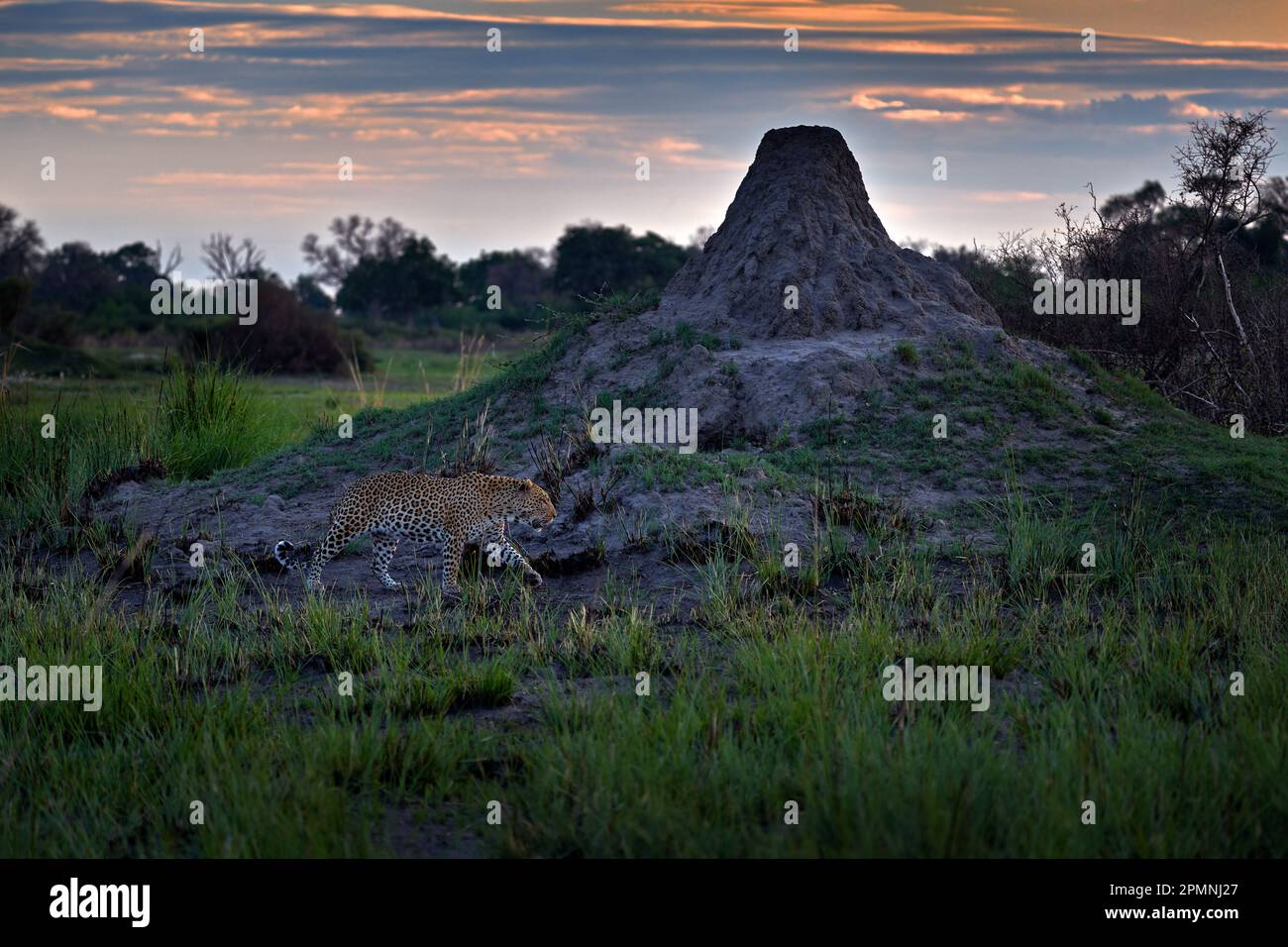 Leopard wit big termine mound nest, evening sunset. Leopard portrait ...