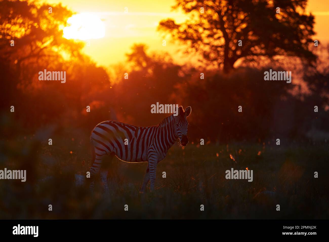 Sunset - Okavango delta. Zebra forest. Zebra yellow golden grass ...