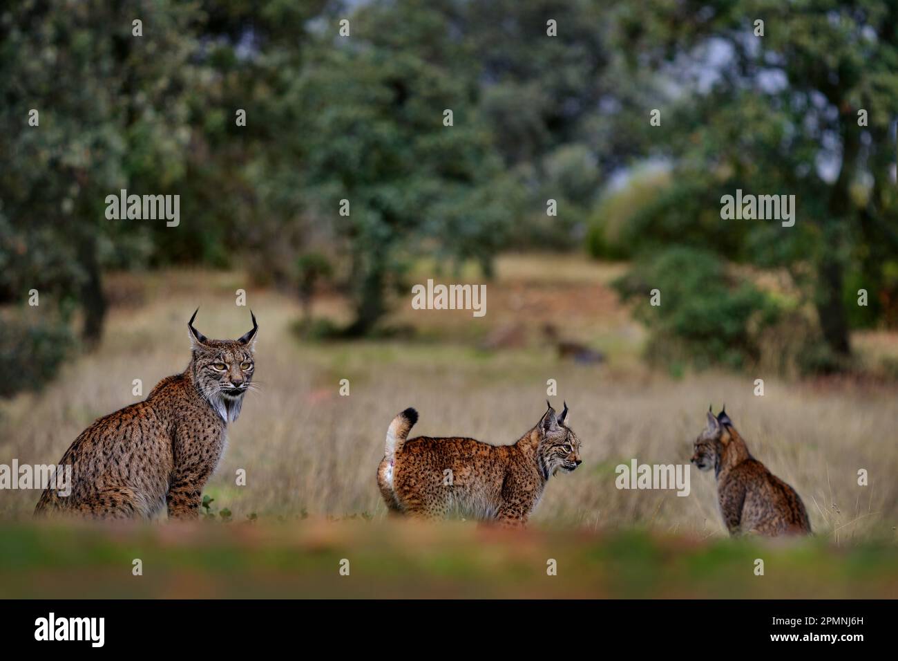 Iberian lynx, Lynx pardinus, mother with two young kitten, wild cat ...