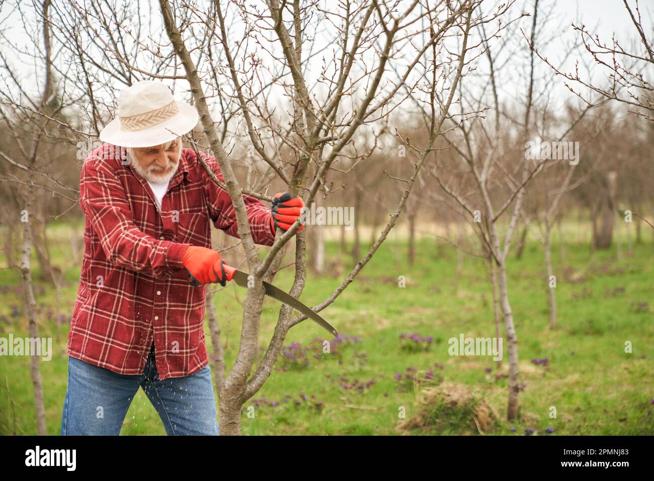 Gardener growing trees in orchard Stock Photo - Alamy