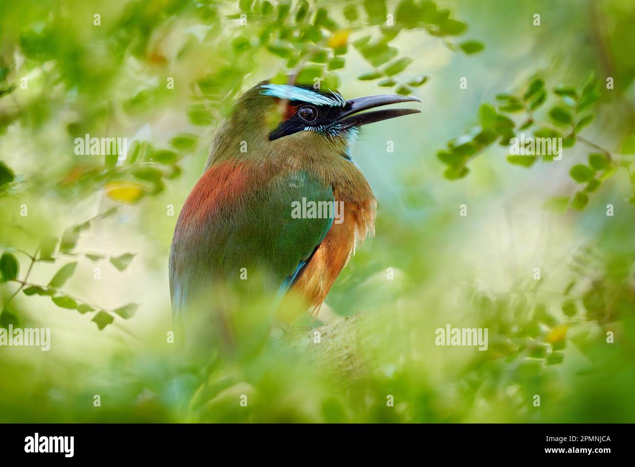 Mexico bird wildlife. Lesson's motmot, Momotus lessonii, hidden in the ...