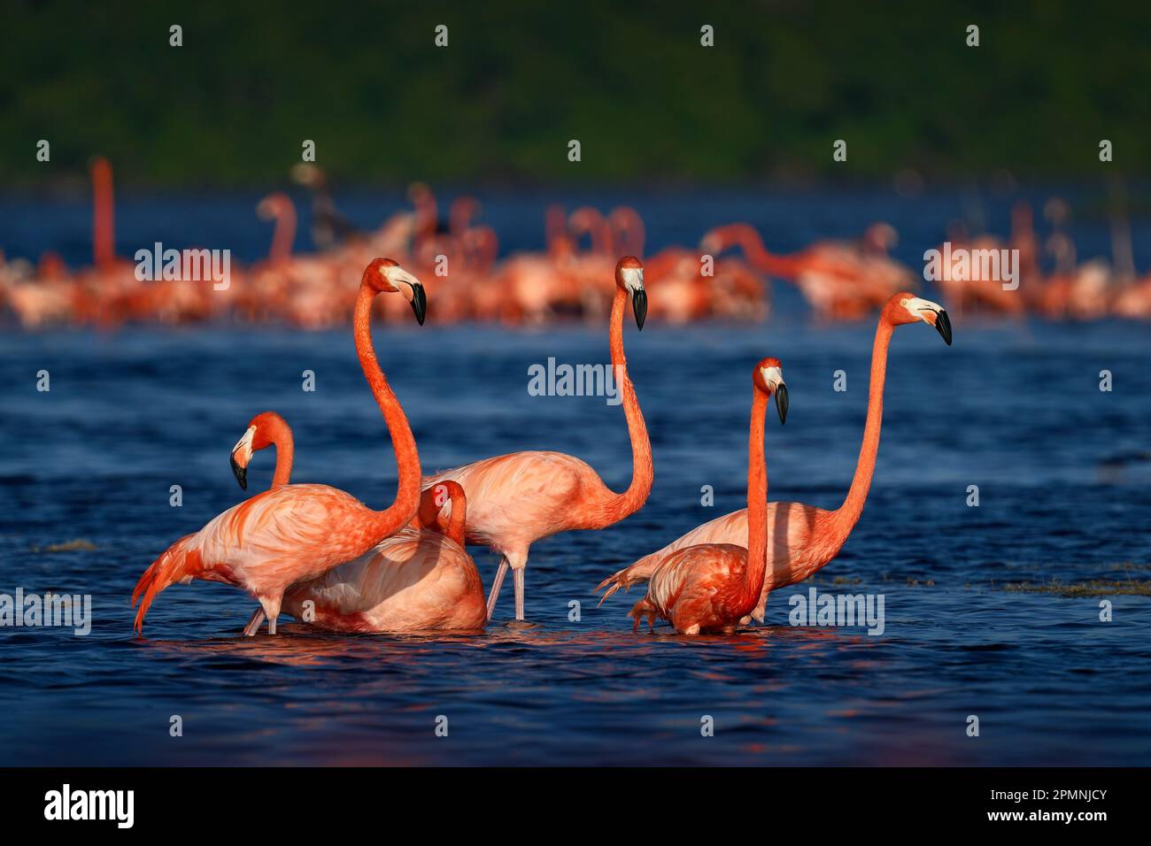 Flamingo, Mexico wildlife. Flock of bird in the river sea water, with ...