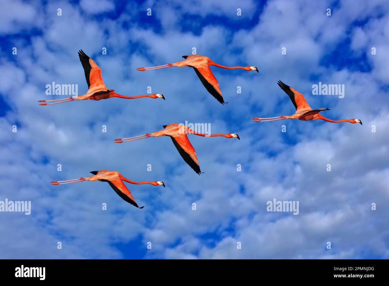 Flamingo flight on the blue sky with white clouds, Ría Celestun reserve, Yucatan on Mexico ...