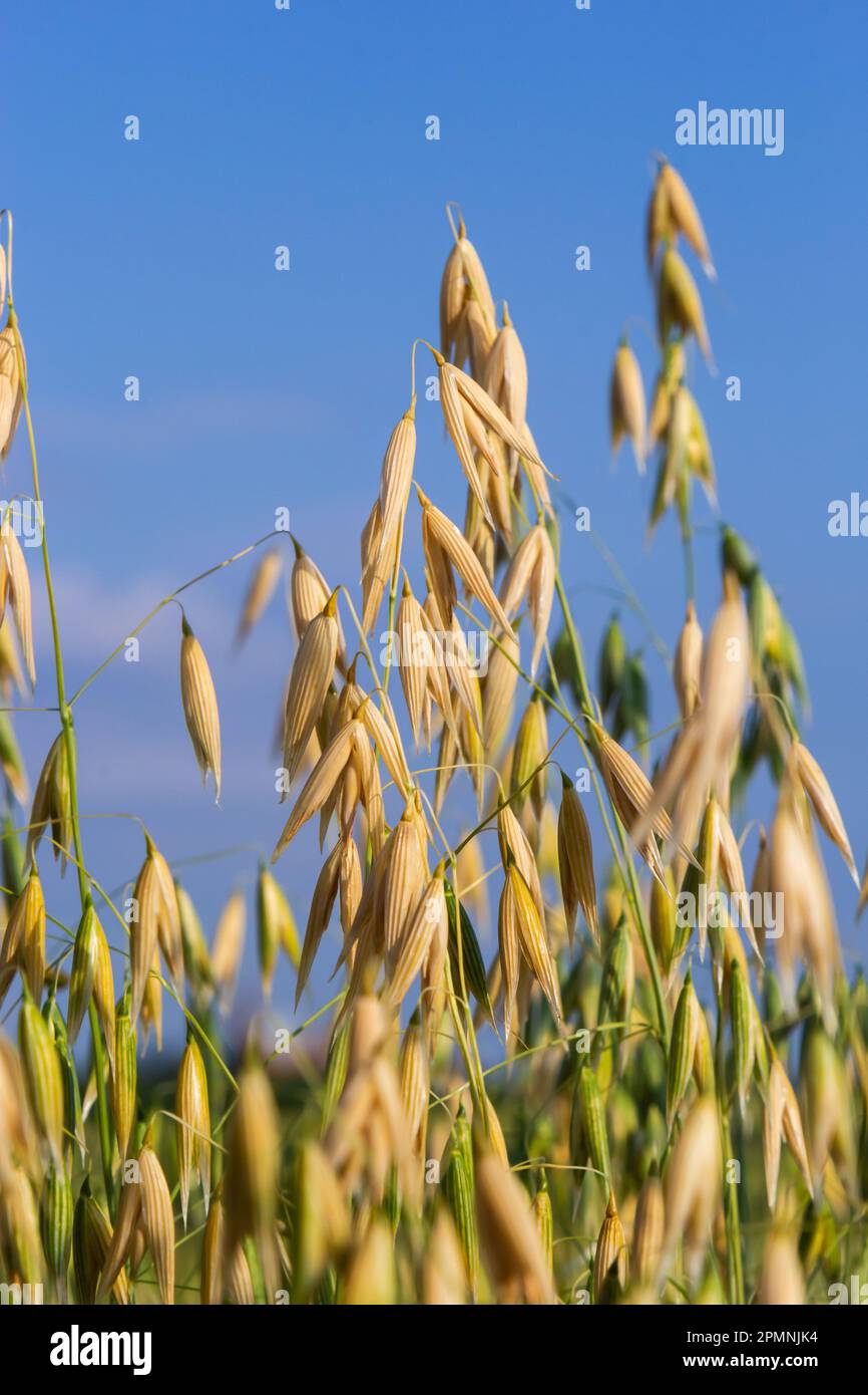 Field of young green Oats. Plantation of oats in the field - crop ...