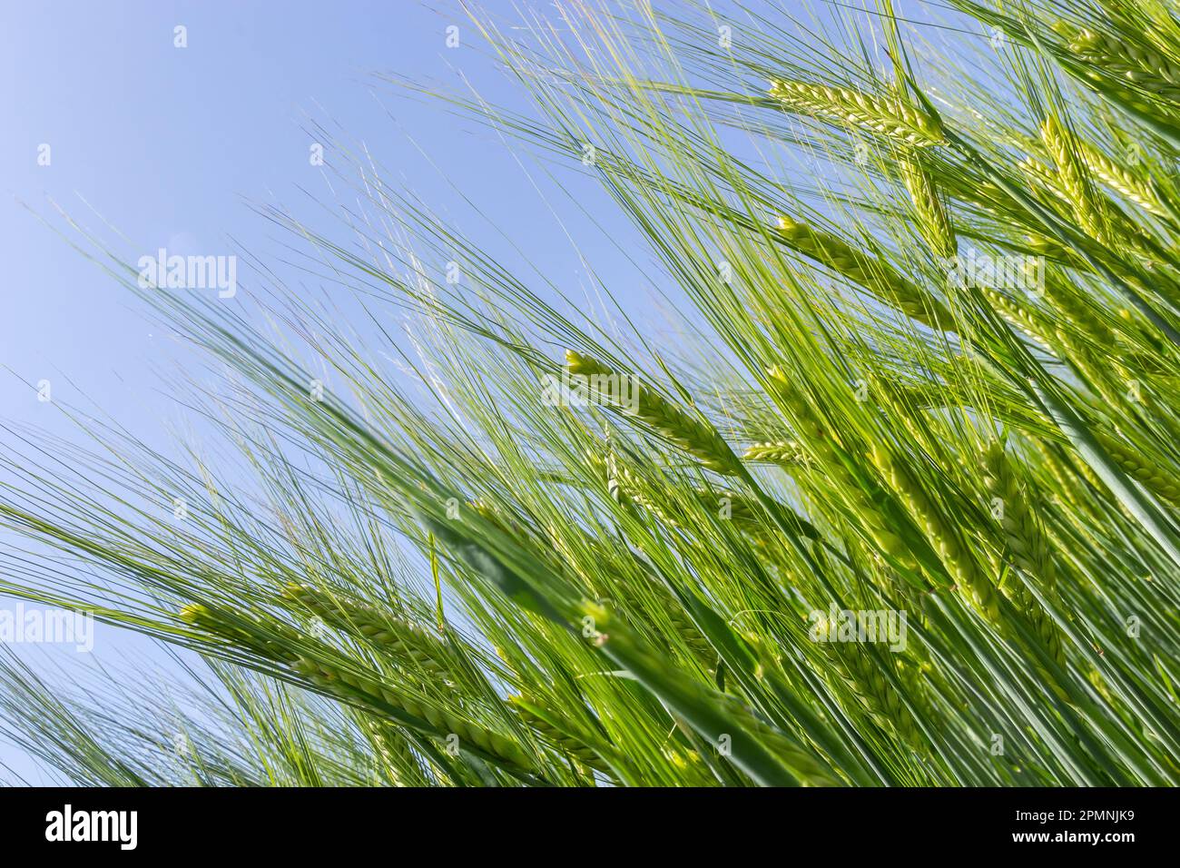 agricultural field where green rye grows, agriculture for obtaining ...