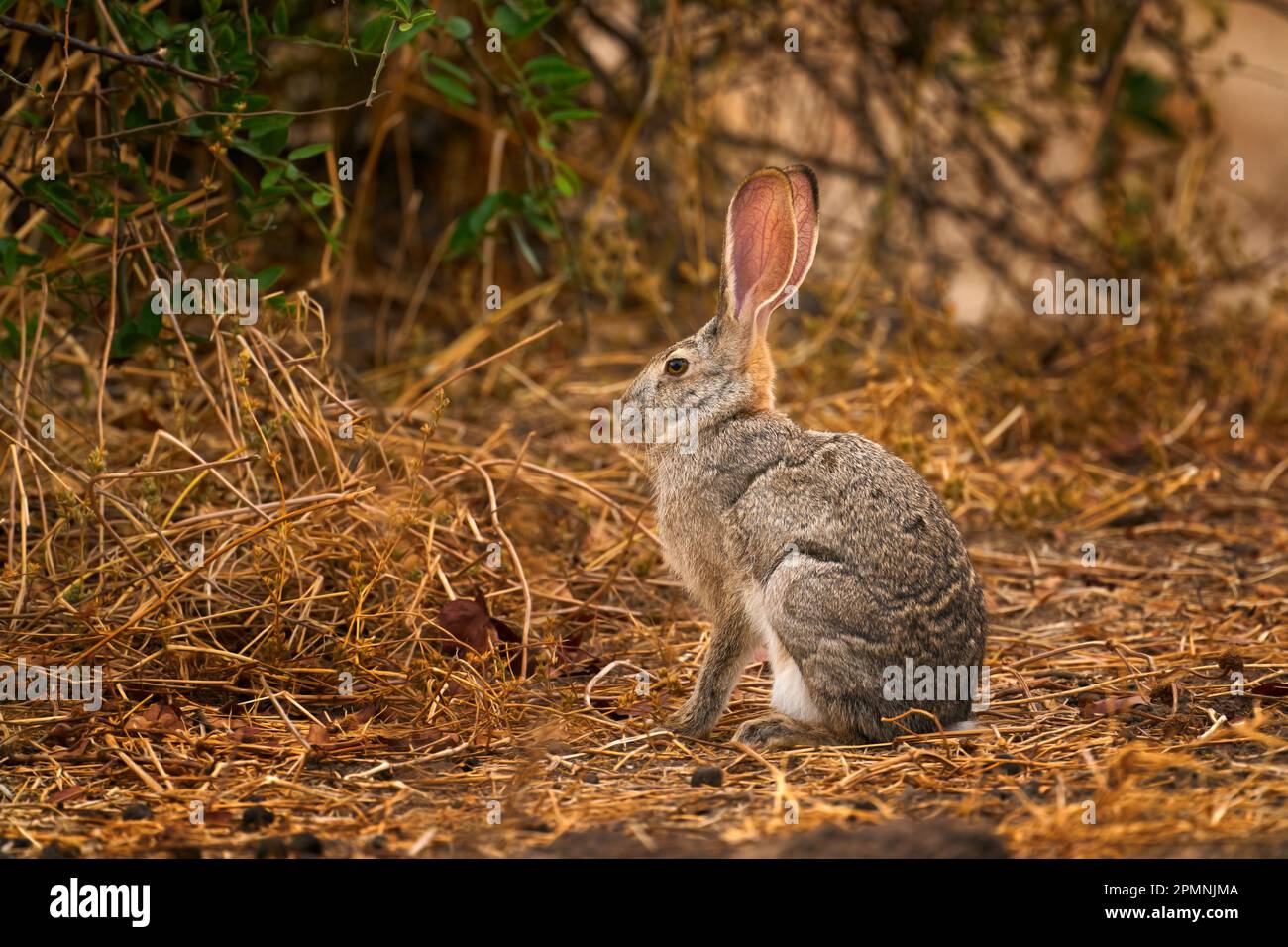 African savanna hare, Lepus victoriae, mammal species inative to Africa ...