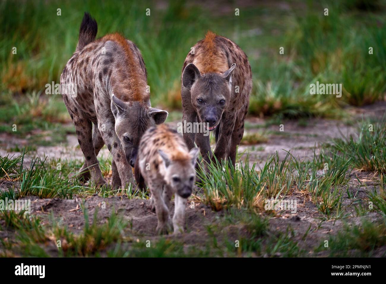 Family in the nature. Hyena evening sunset light. Hyena, detail ...