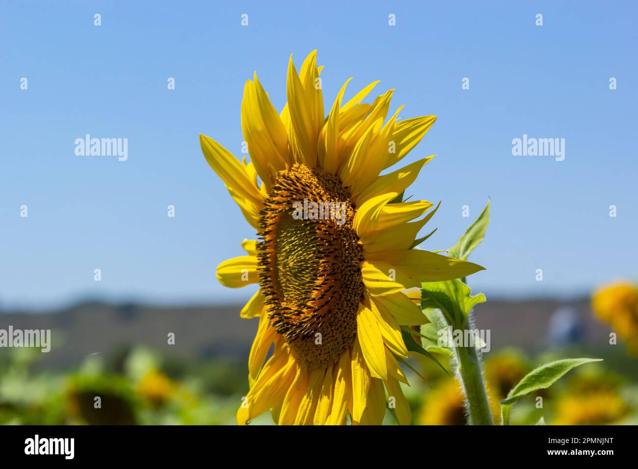 agricultural field with young sunflower at the beginning of flowering ...
