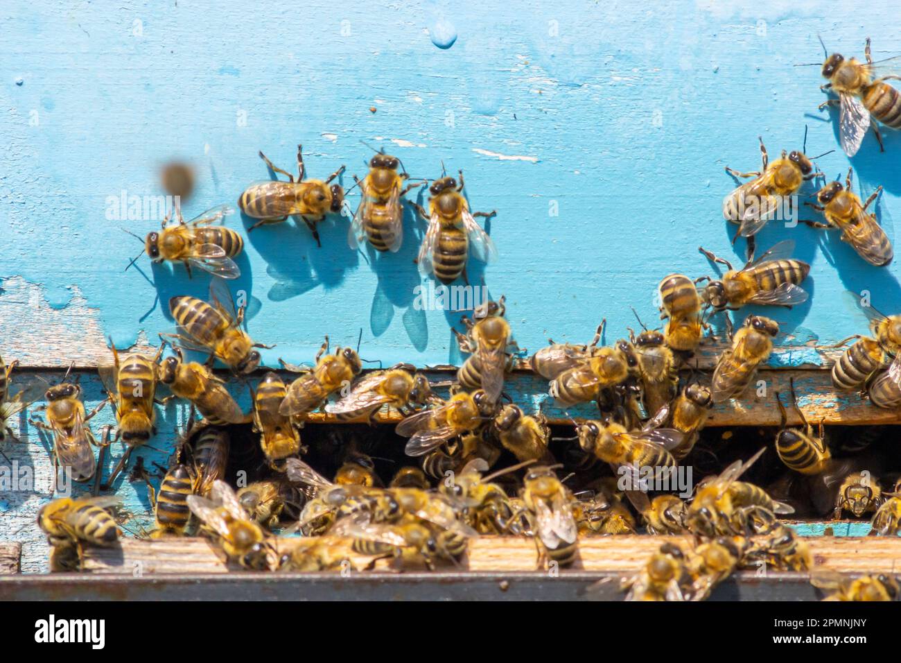 Close up of flying bees. Wooden beehive and bees. Plenty of bees at the ...