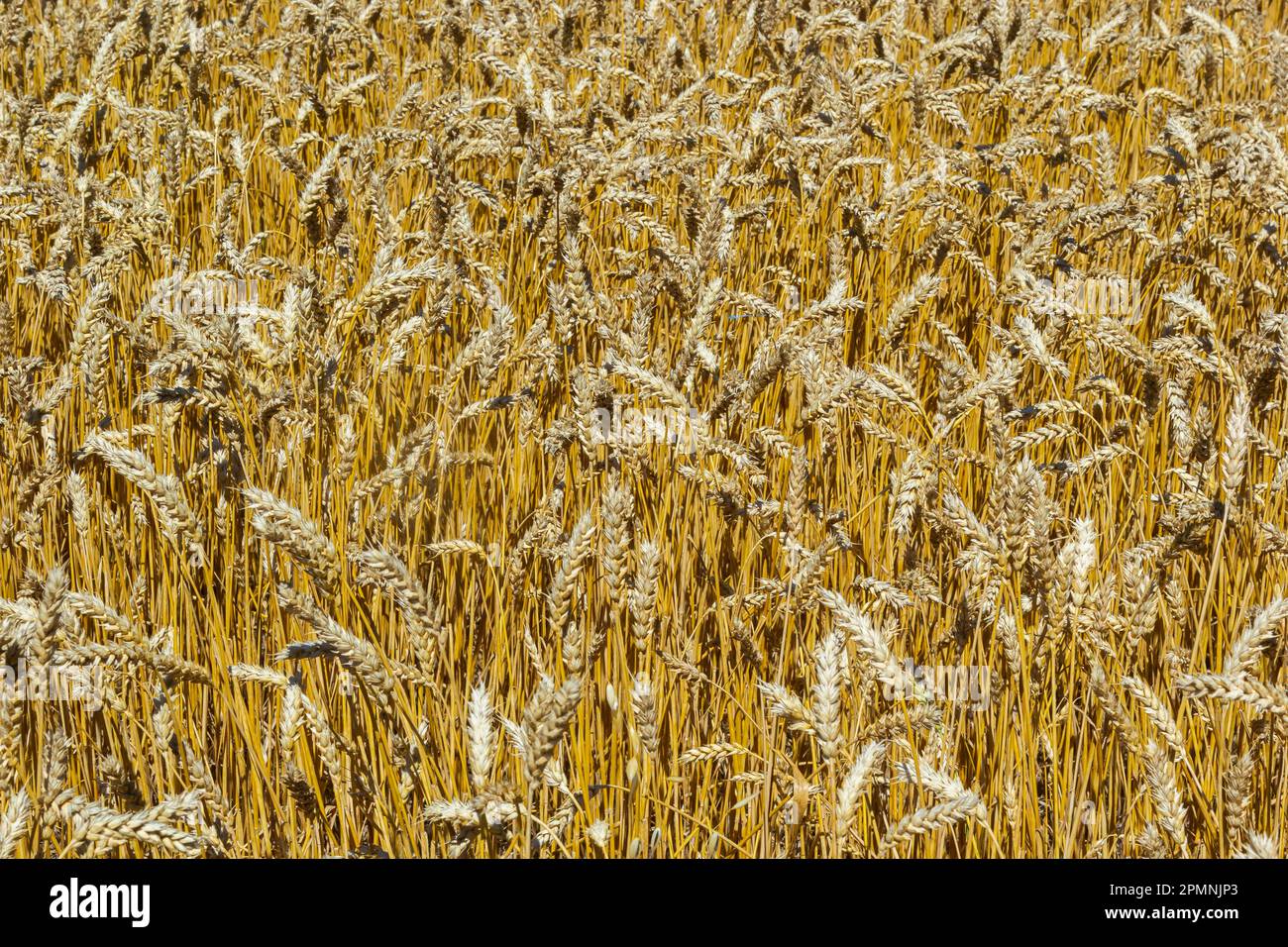 Fields of wheat at the end of summer fully ripe Stock Photo - Alamy