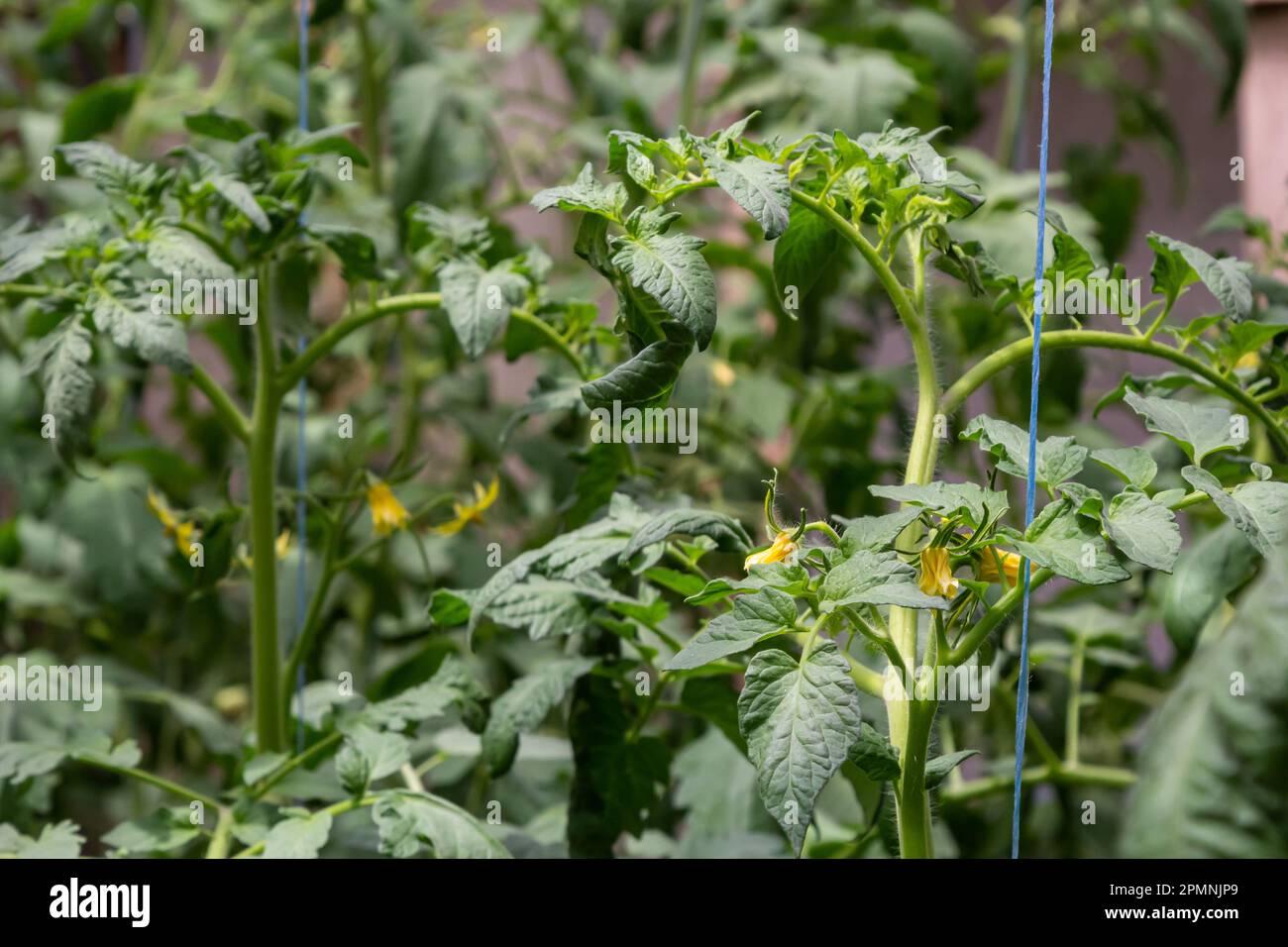 A bunch of green tomatoes on a bush. Tomatoes ripen in the garden. Bush ...