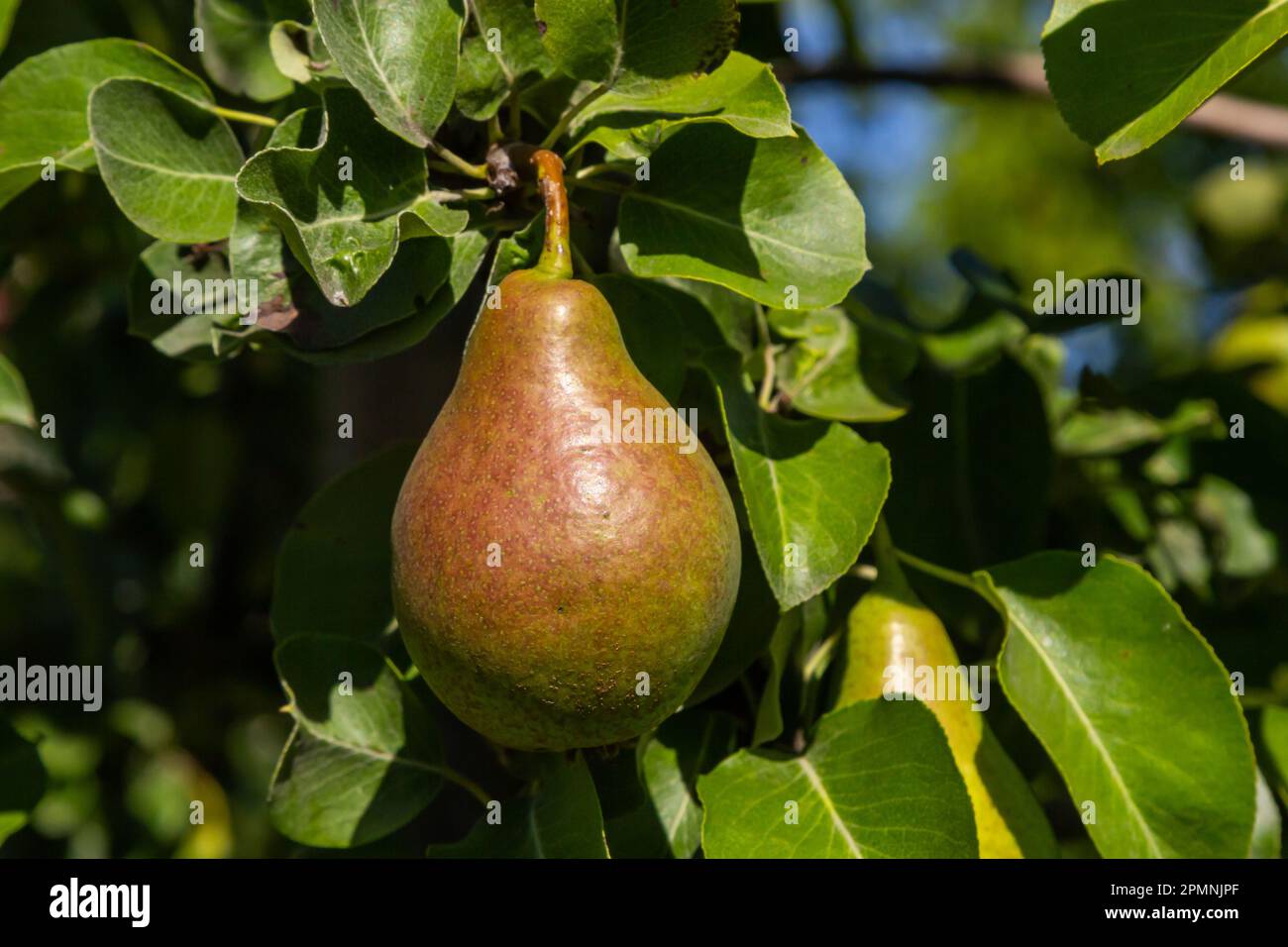 Pears natural growth environment hi-res stock photography and images ...