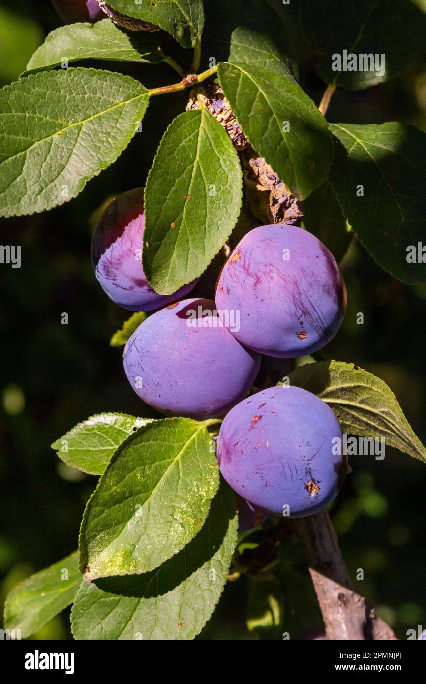 On a branch of a tree are mature plums of blue color Stock Photo - Alamy
