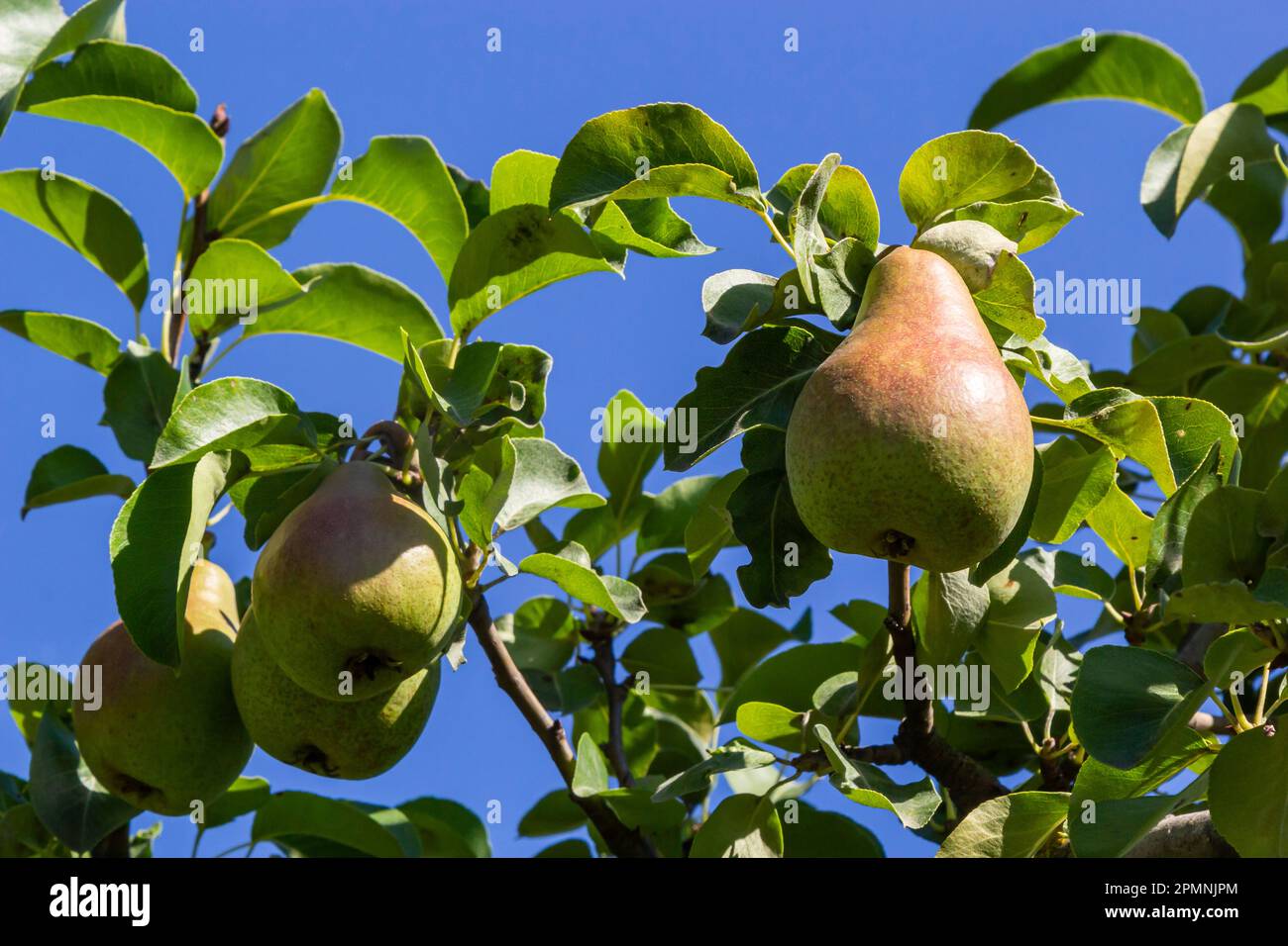 A bunch of pears in the tree. Benefits of pears. Blue sky Background ...