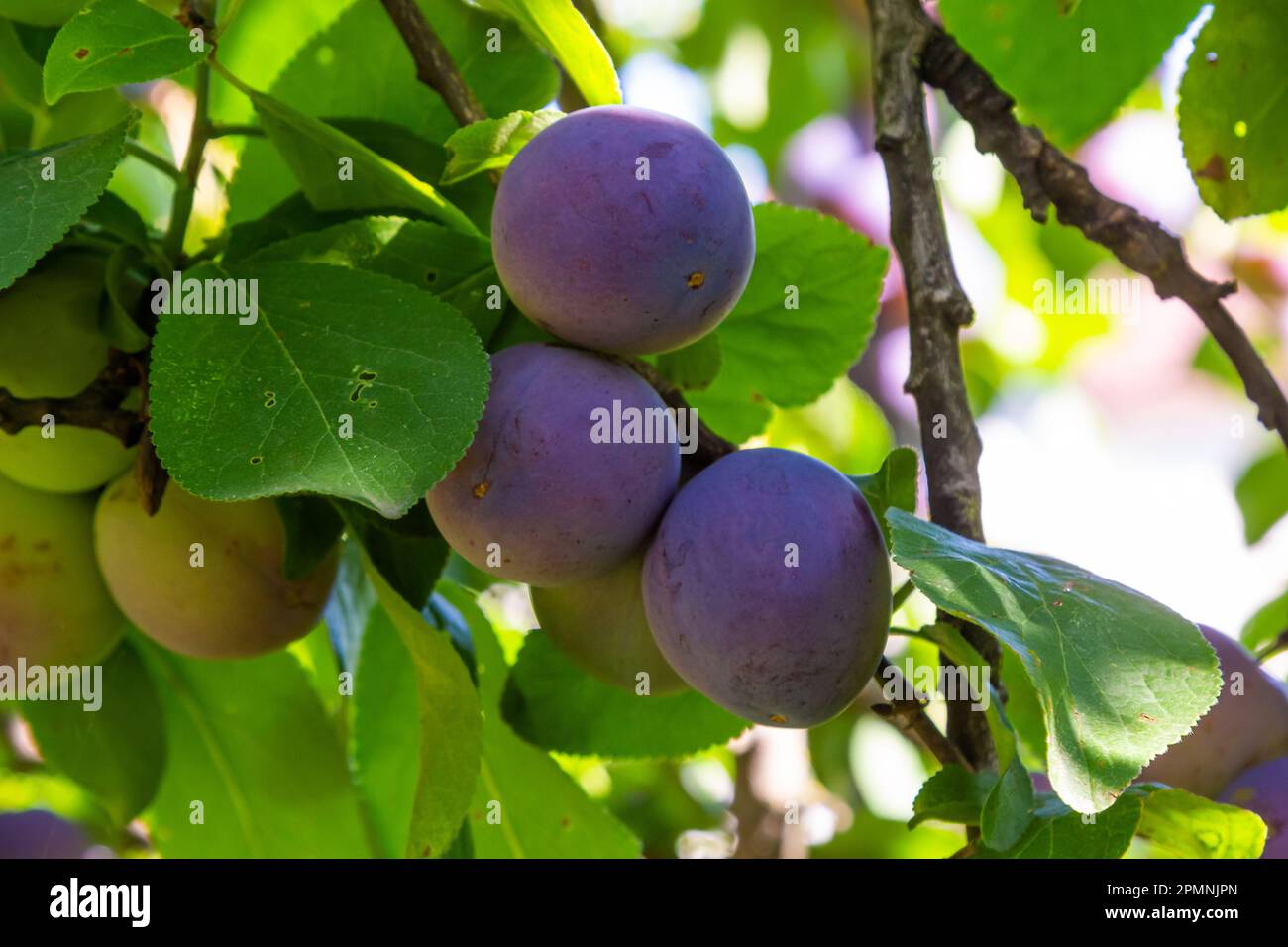On a branch of a tree are mature plums of blue color Stock Photo - Alamy