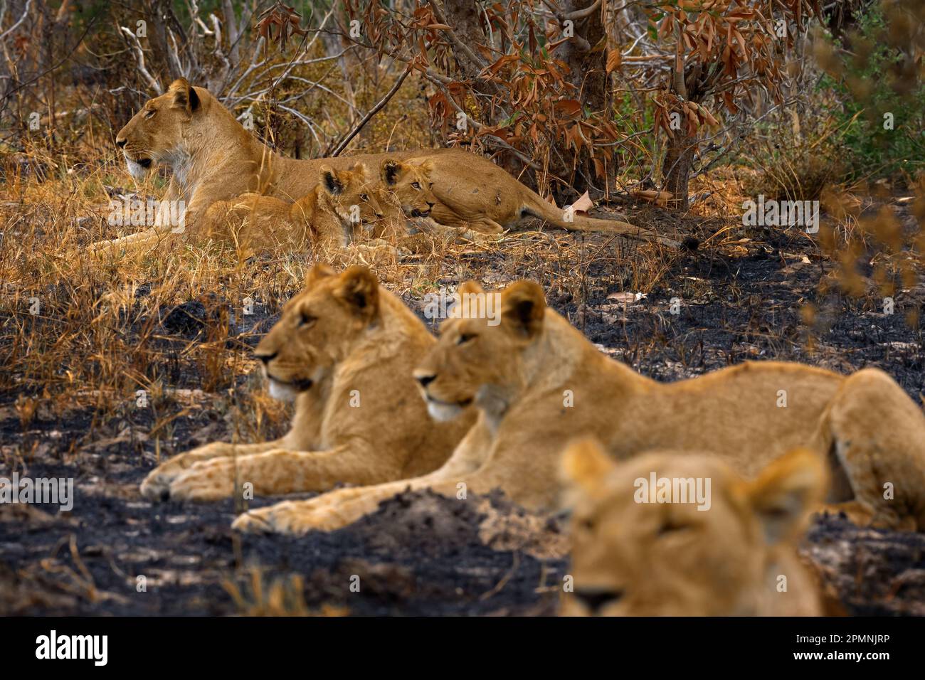 African lion, male. Botswana wildlife. Lion, fire burned destroyed ...