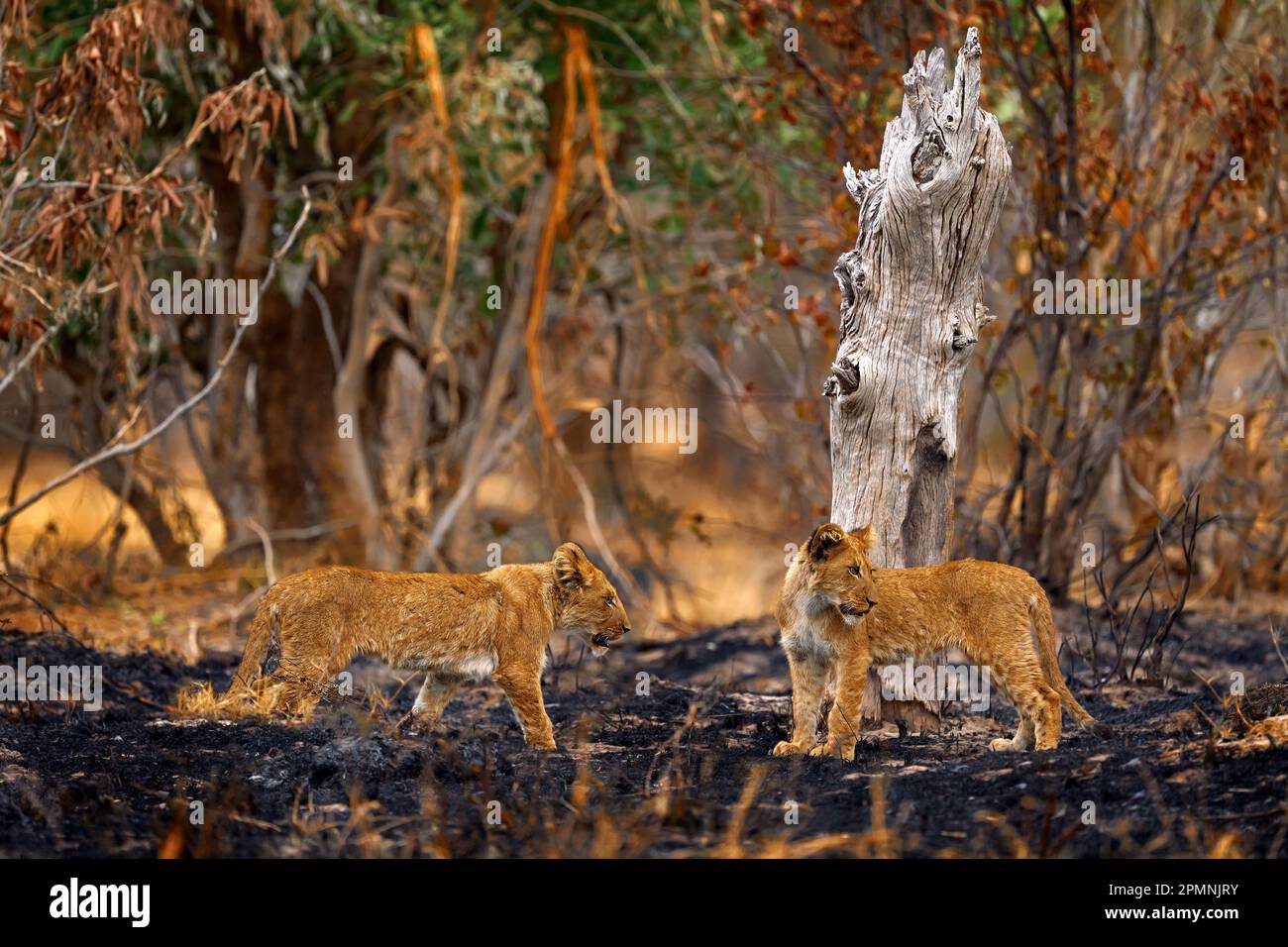 Fire in Africa. African lion, male. Botswana wildlife. Lion, fire ...