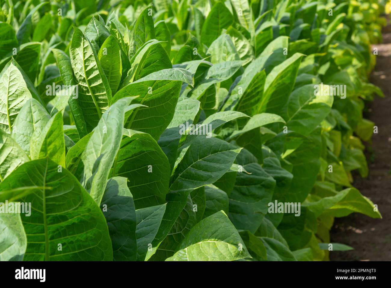 Tobacco big leaf crops growing in tobacco plantation field Stock Photo ...