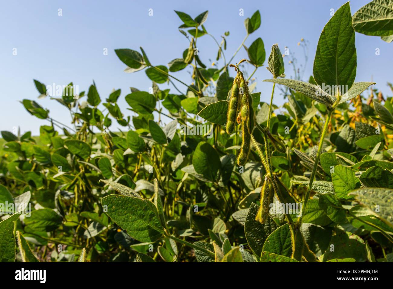 In the middle of the summer on a farm field growing soybeans Stock ...
