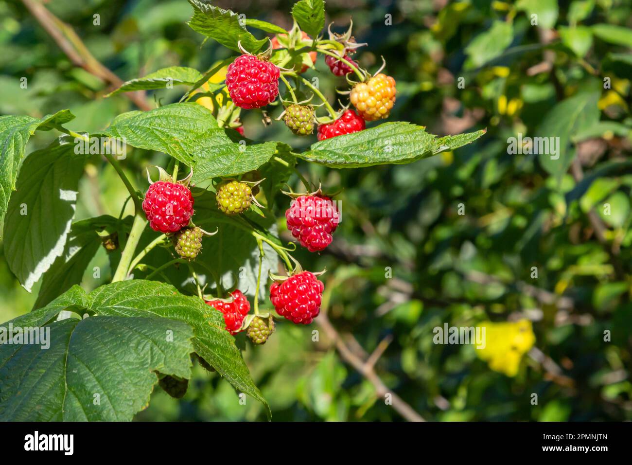 Fruits of raspberry and green leaves on a bush branch Stock Photo - Alamy