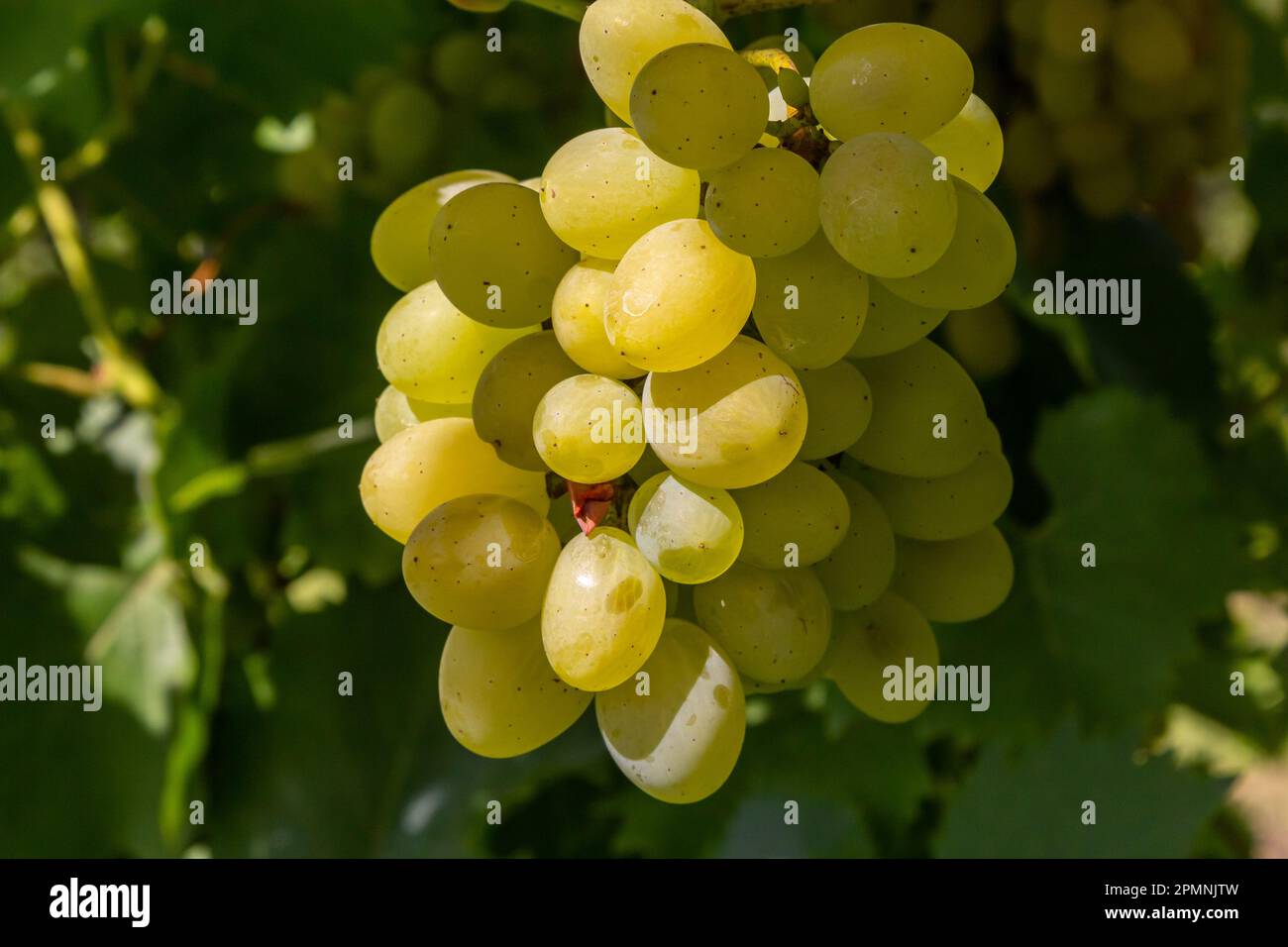 Juicy and tasty big bunches of ripe grapes on plantation bushes Stock ...