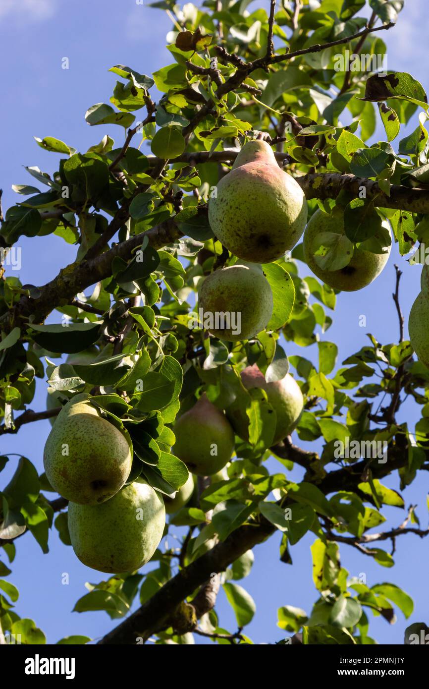 A bunch of pears in the tree. Benefits of pears. Blue sky Background ...
