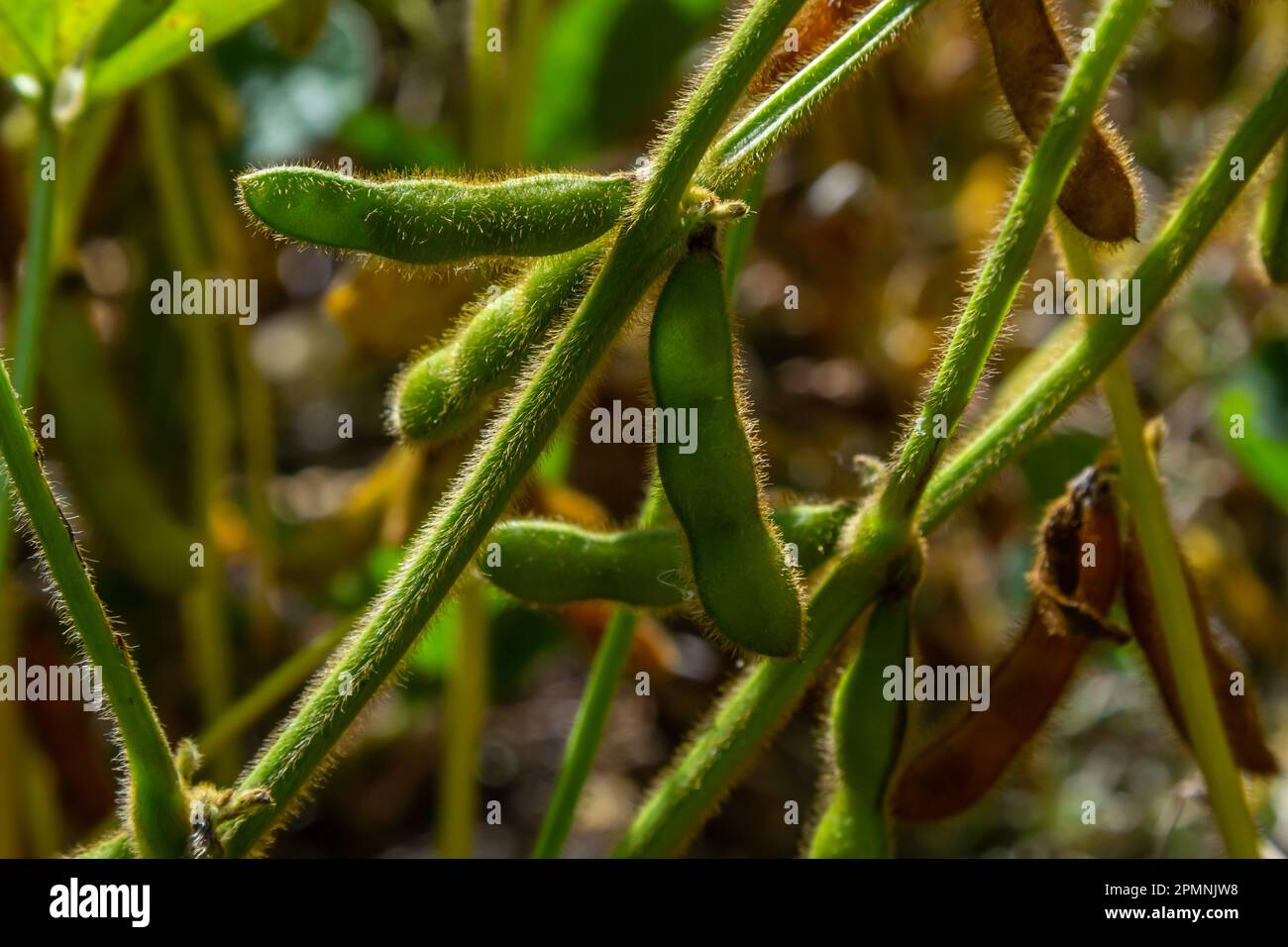 Soybeans pod macro. Harvest of soy beans - agriculture legumes plant ...